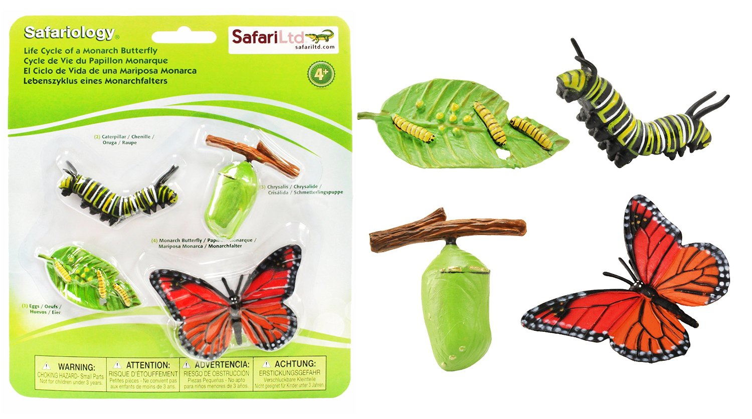 Monarch Butterfly Life Cycle Canisius